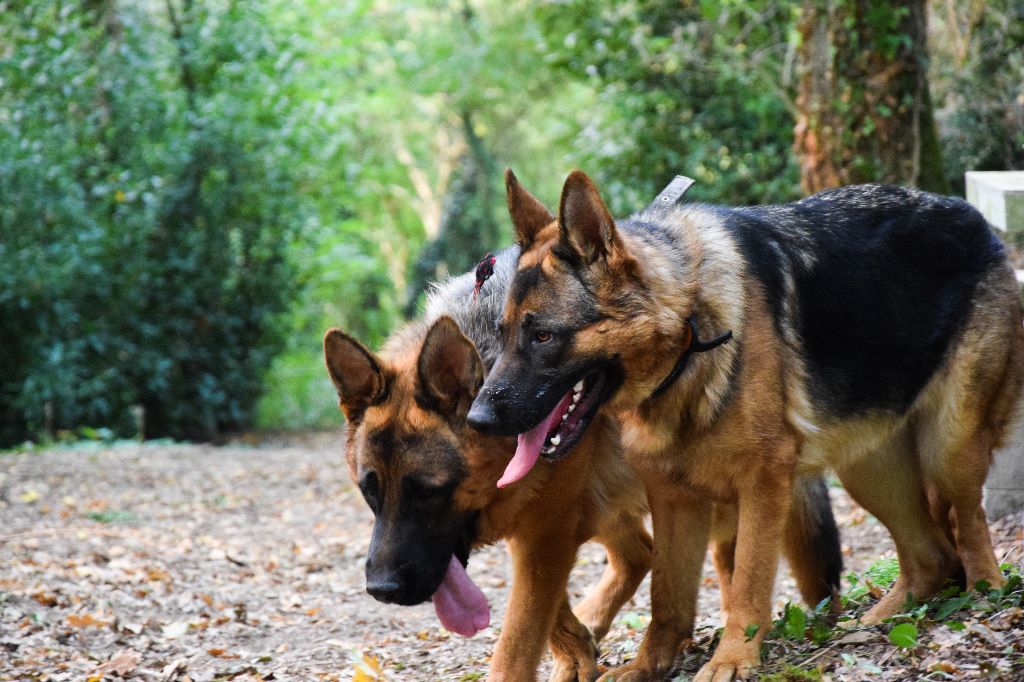 Accueil - Elevage Du Domaine D'Orion - eleveur de chiens Berger allemand